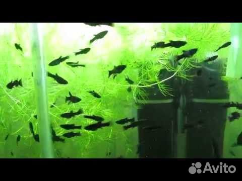 Моллинезии, телорез, ампулярии