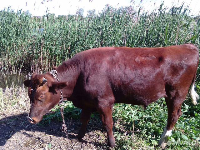 Продаю быков