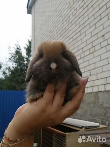 Декоративные кролики вислоухие