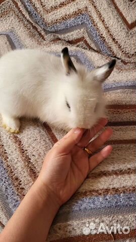 Ангорский карликов кролик