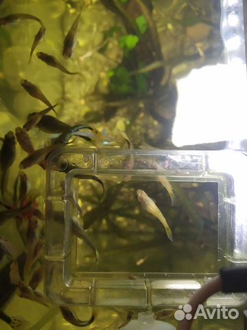 Гуппи за 1 р