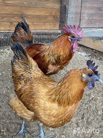 Семья лакеданзи