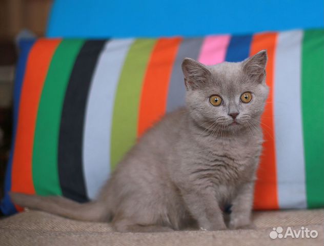 Лиловый британский котик