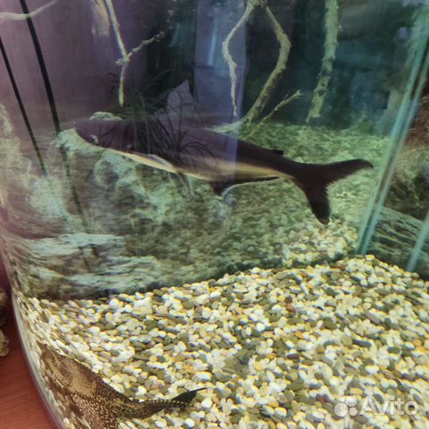 Акулий сом пангасиус