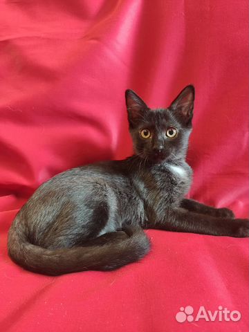 Котенок ищет дом