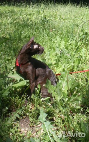 Шоколадная девочка ищет добрые руки