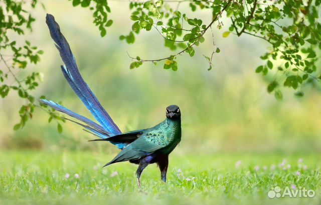 Длиннохвостый блестящий скворец