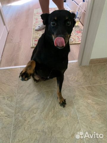 Собака бесплатно в добрые руки