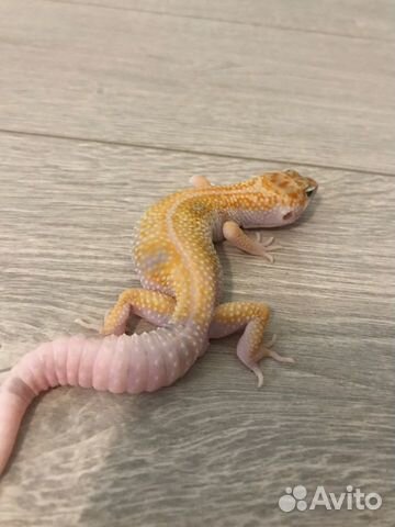 Эублефар с террариумом