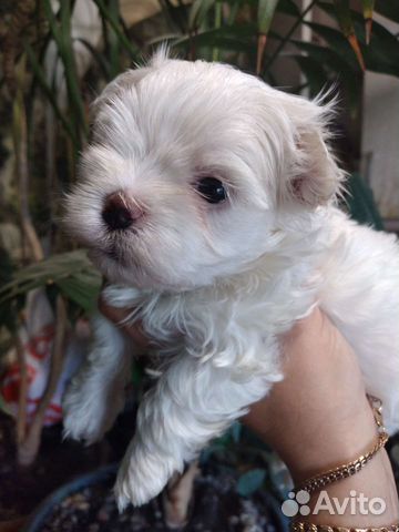 Болонки мальтезе