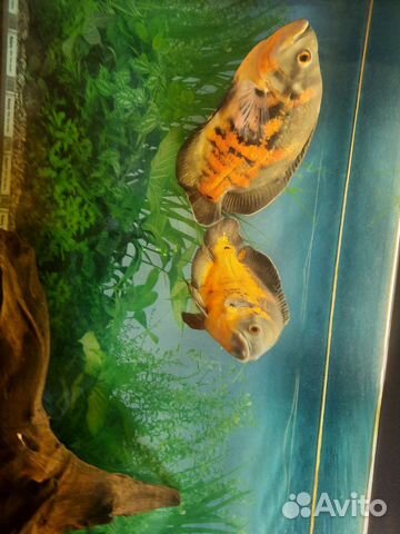 Рыбки Астронотусы пара