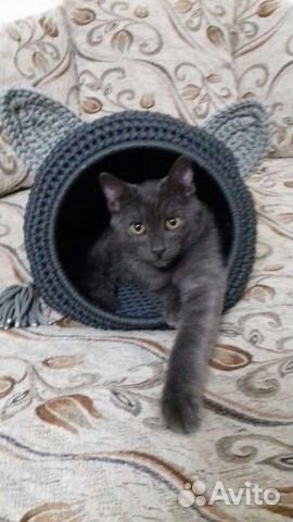 Котёнок 4.5 месяца. Отдам в добрые руки