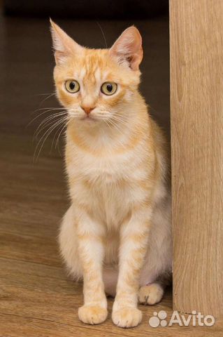 Мона в добрый дом