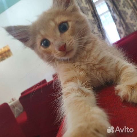 Котята в добрые руки даром