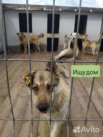 Собака Брутал