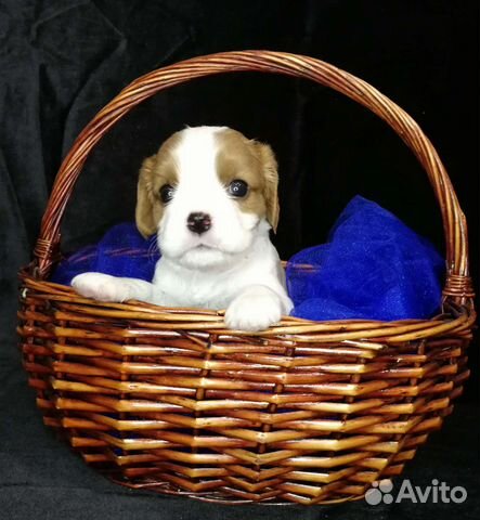 Шоу-девочка кавалер кинг чарльз спаниель