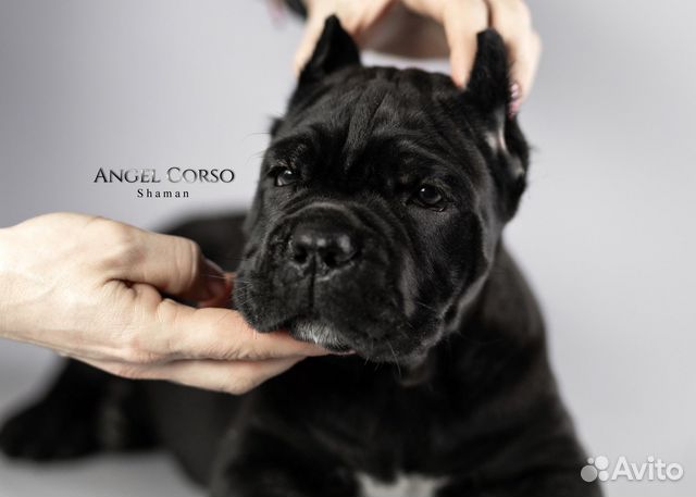 Кане Корсо черный кобель
