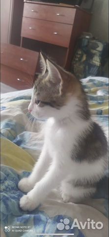 Отдам котенка в добрые руки