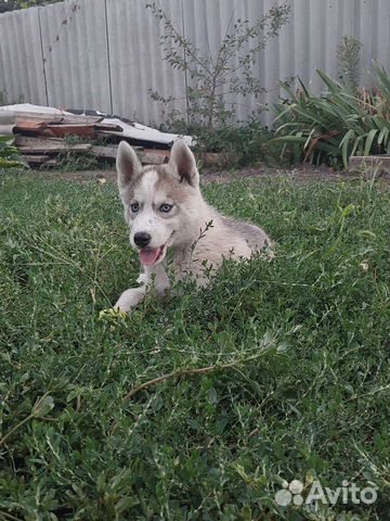 Сибирский хаски