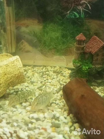 Рыба Боция мраморная обмен