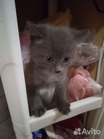 Котята русская голубая