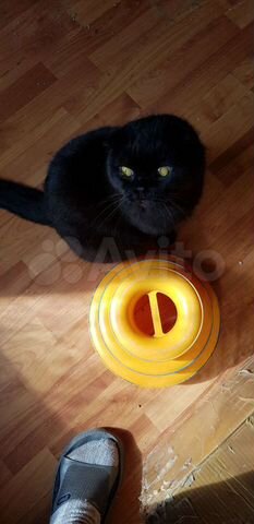 Шотландская вислоухая красавица Марго 2года стерил