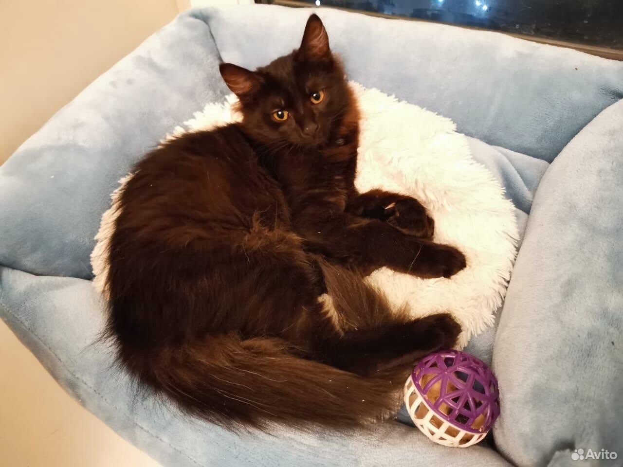 Отдам кошечку в добрые руки