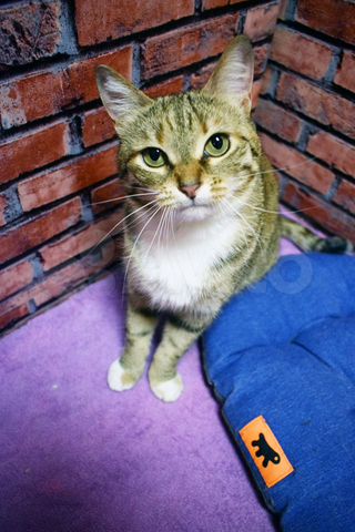 Кошечка Софи 1,5 года ищет дом