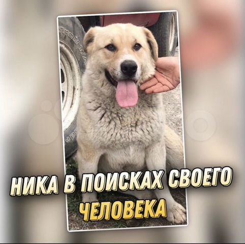 Ника в поисках своего человека