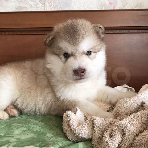 Аляскинский маламут