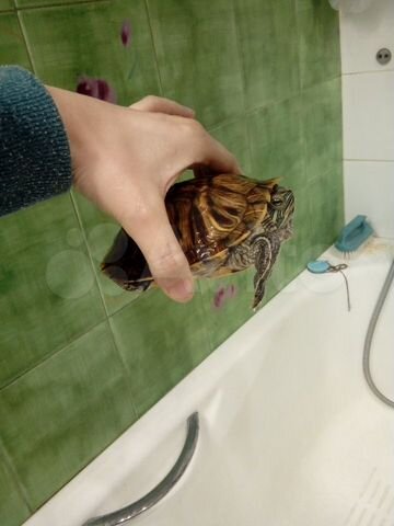 Красноухая черепаха с аквариумом