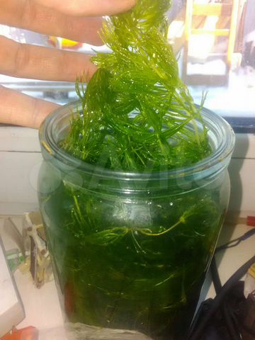 Аквариумное растение Роголистник