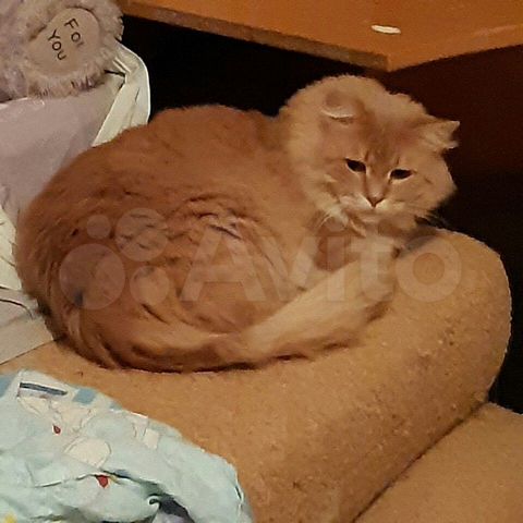 Огромный шикарный котолев