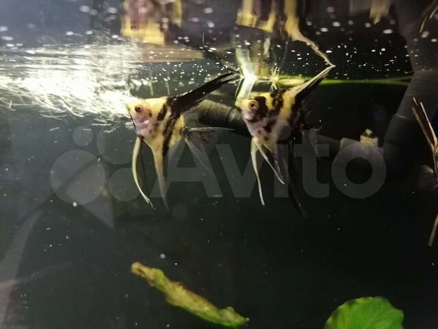 Рыбки скалярии мальки