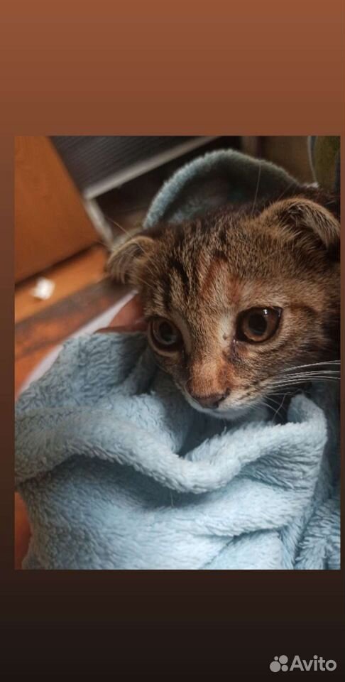 Котёнок вислоухий