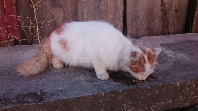 Молодая кошечка живет на улице, ищет дом