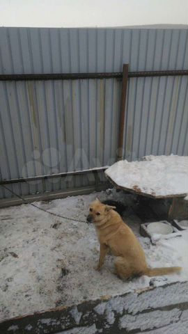 Отдам а хорошие руки собачек безплатно
