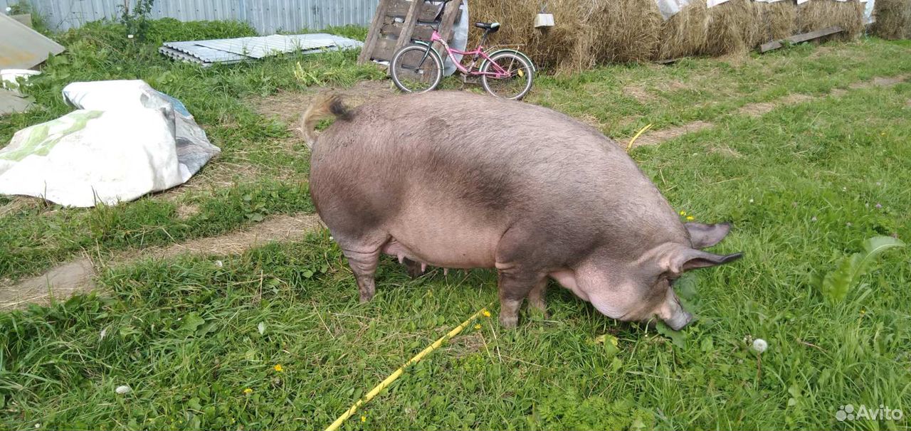 Свиноматки