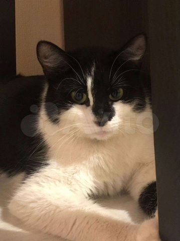 Кошки в добрые руки бесплатно