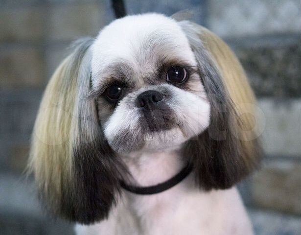 Мальчик ищет девочек для вязки. Щи-тцу, мальчик, 1