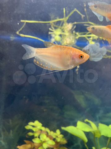 Золотой гурами