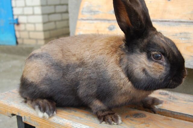 Самец Тюрингенский рабочий