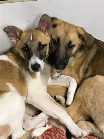 Щенок в хорошие руки