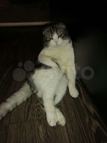 Шотландский кот на вязку