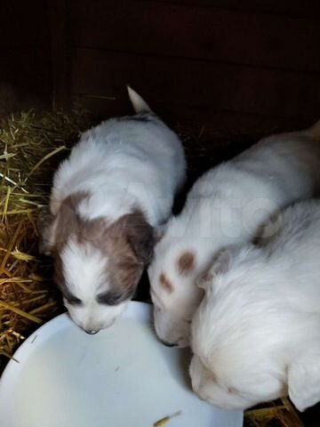 Продаю щенков на охрану метис акбаш