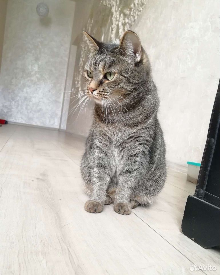 Ищем человека с добрым сердцем