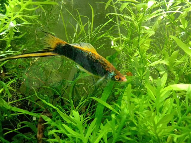 Черные меченосцы