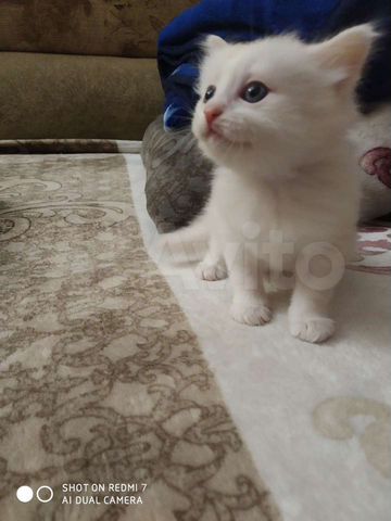 Котенок зайчик