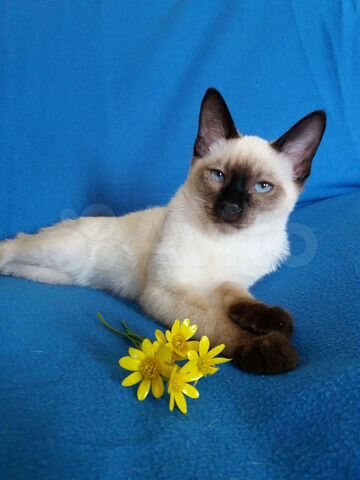 Котик меконгский бобтейл