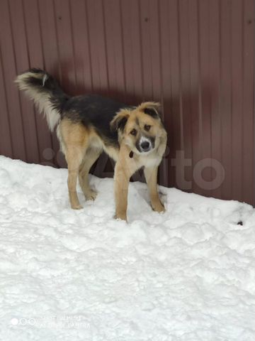 Пес Жорик ищет семью